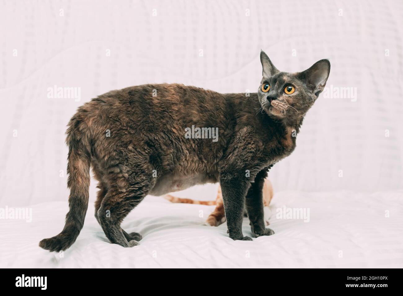 Devon rex cat breed hi-res stock photography and images - Alamy