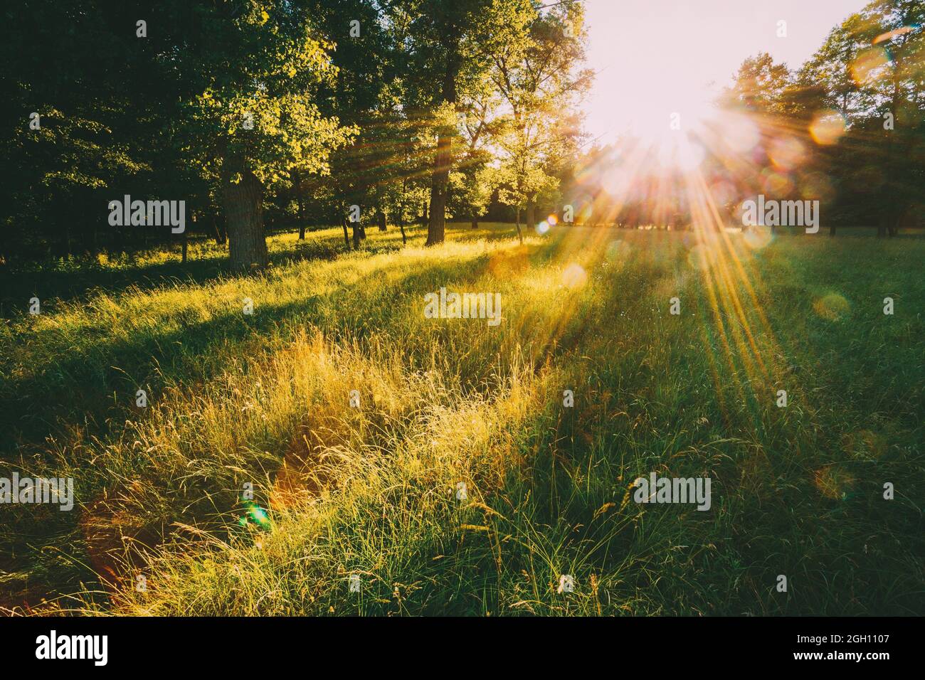 Summer of nature hi-res stock photography and images - Alamy