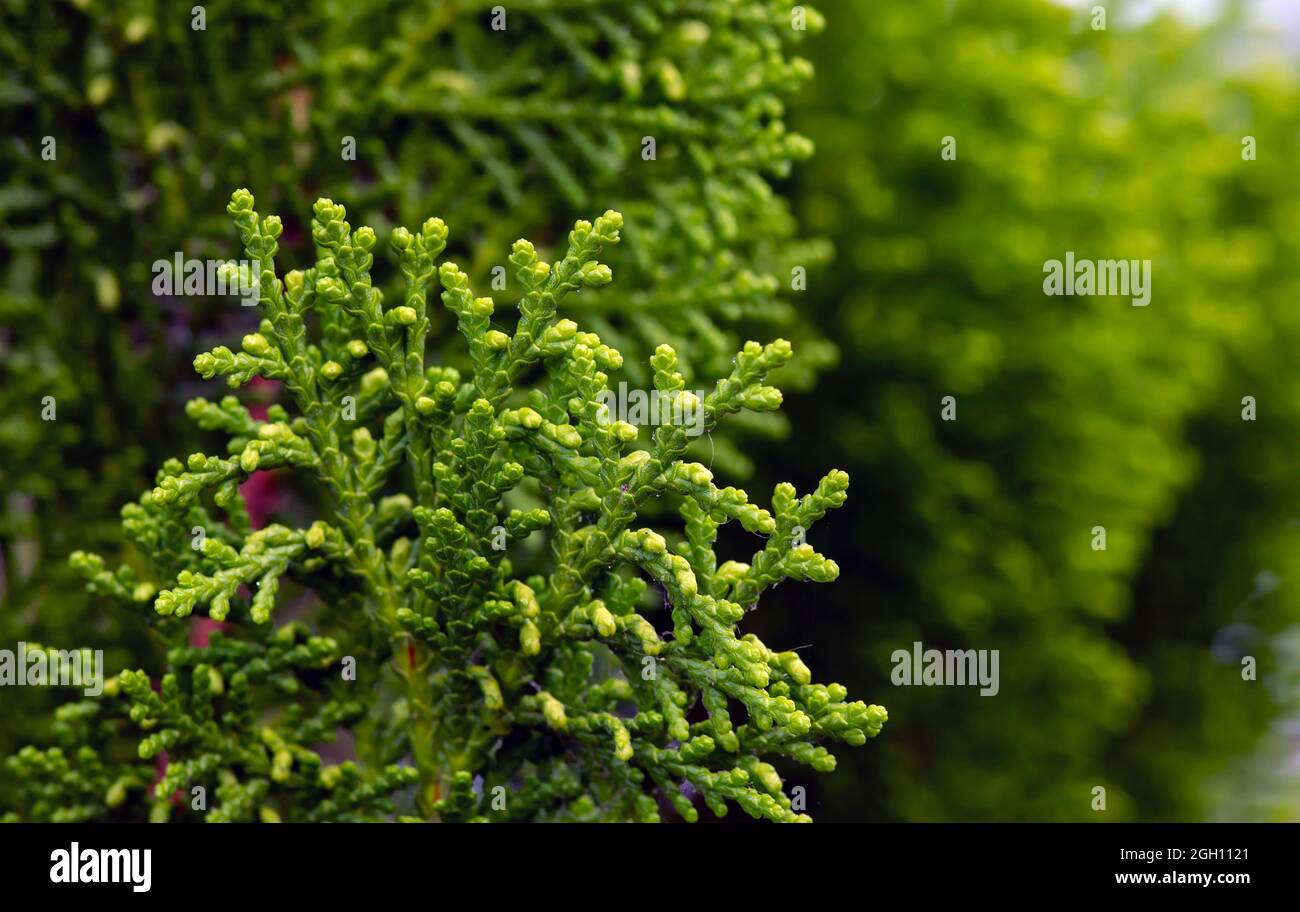 Close up of green Arborvitaes (Thuja spp.) leaves, in shallow focus ...