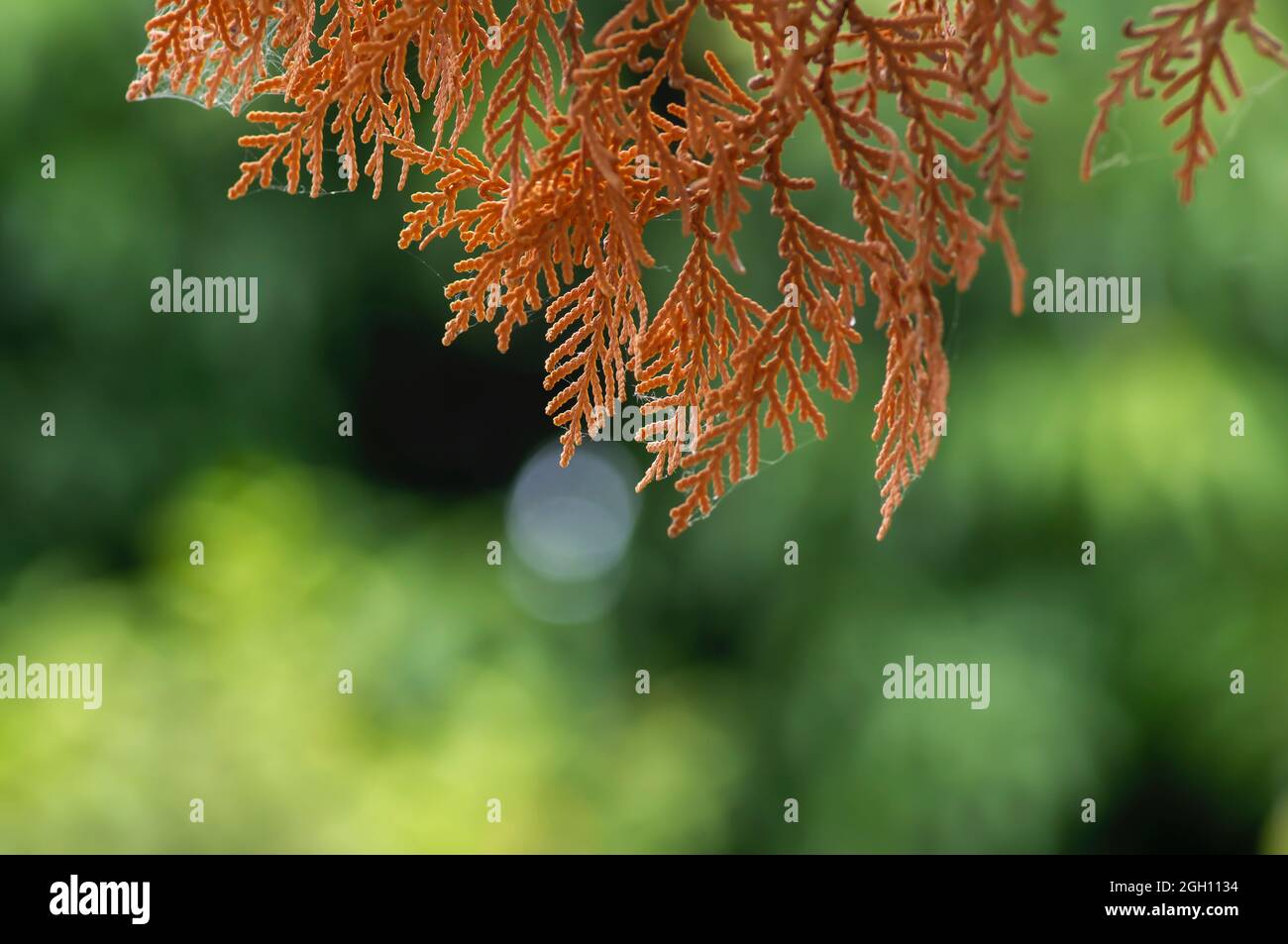 Dry Arborvitaes (Thuja spp.) leaves, in shallow focus, evergreen ...