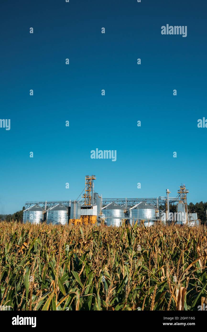 Modern Granary, Grain-drying Complex, Commercial Grain Or Seed Silos In ...