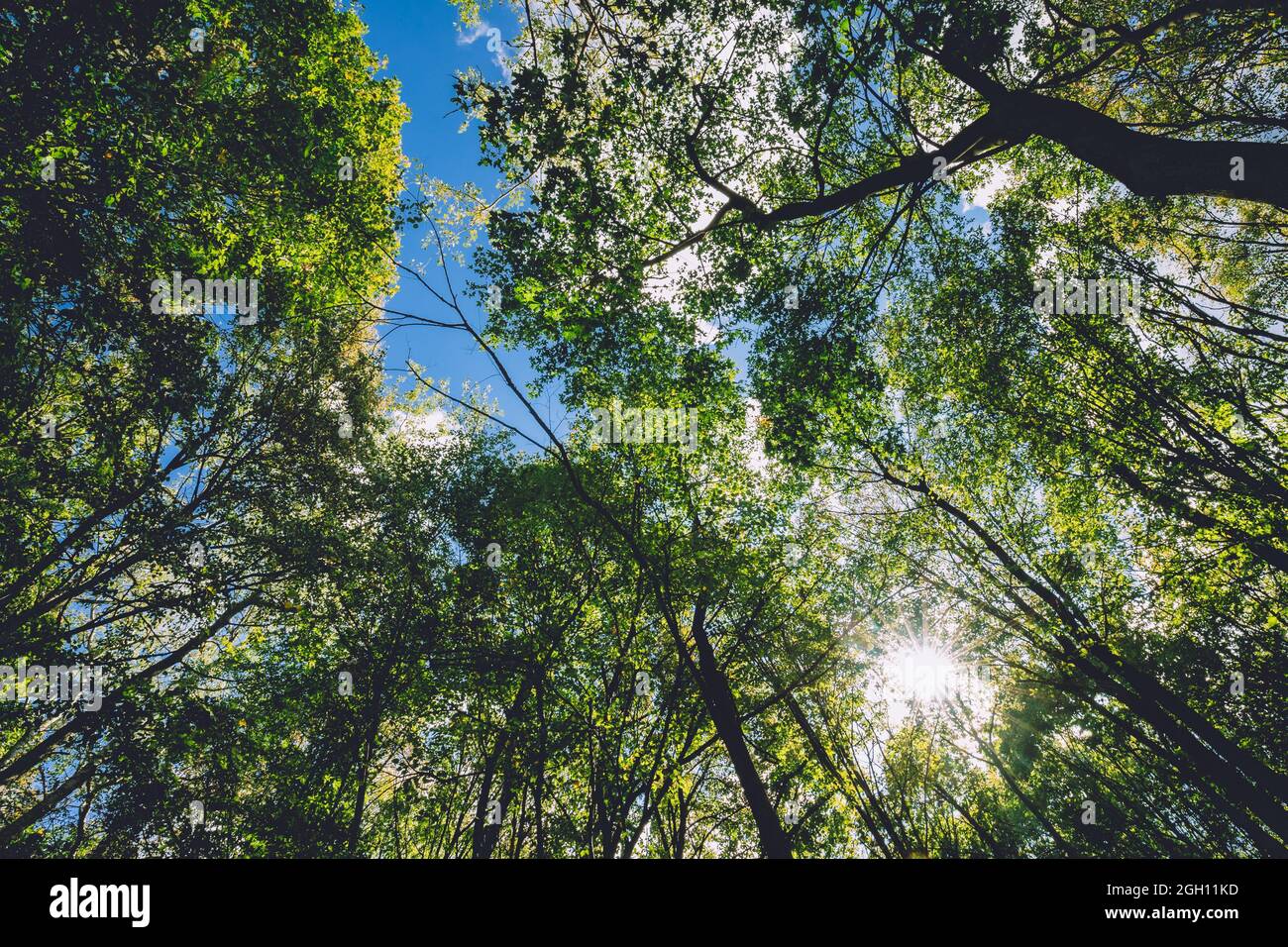 Different looking forest hi-res stock photography and images - Alamy