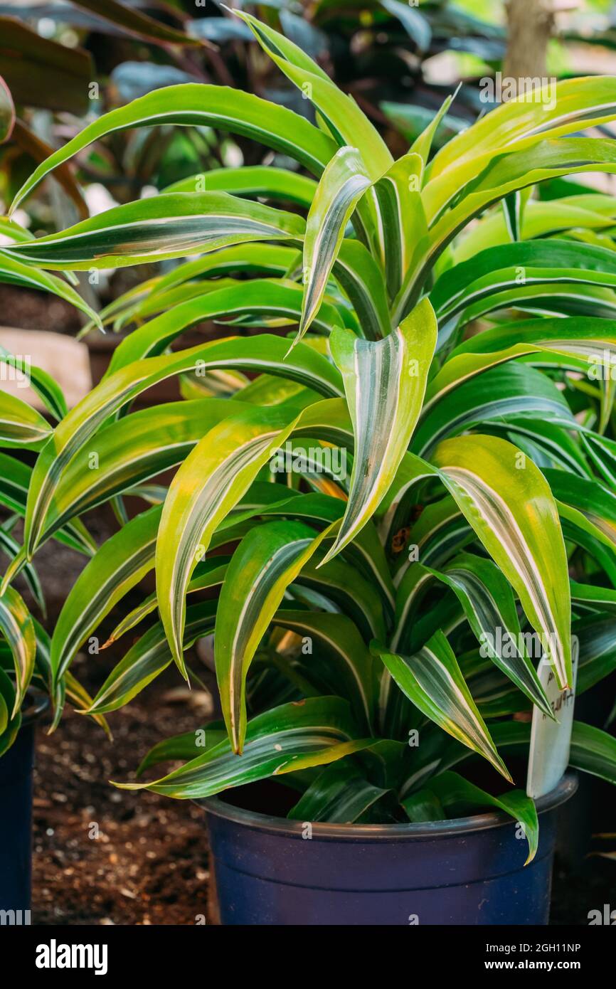Dragon tree in pot hi-res stock photography and images - Alamy