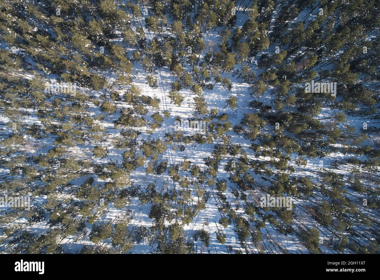 Tree top view hi-res stock photography and images - Alamy