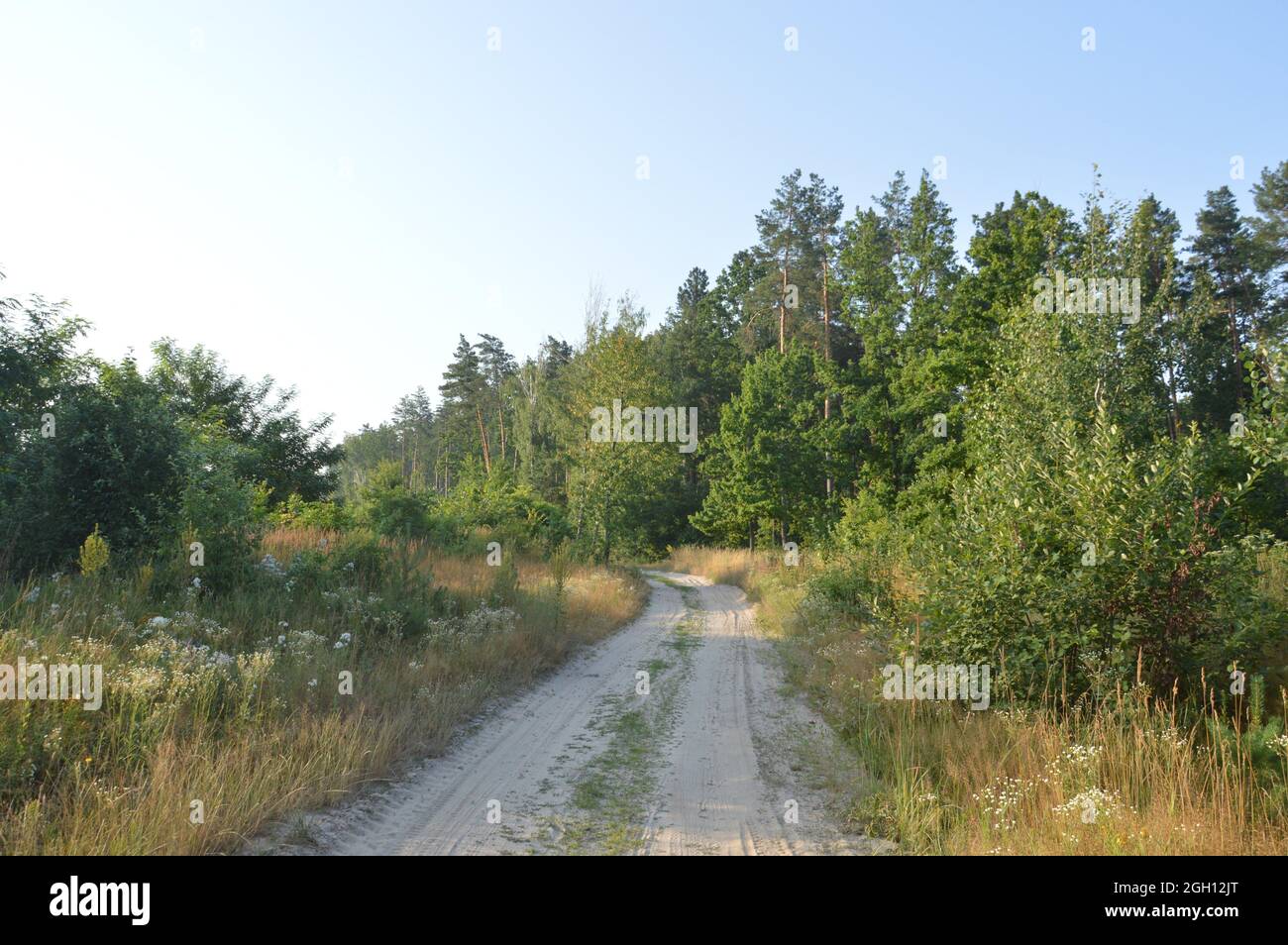 Rough forest road hi-res stock photography and images - Alamy