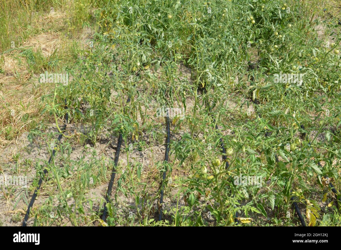 Human Food Pipe High Resolution Stock Photography and Images - Alamy