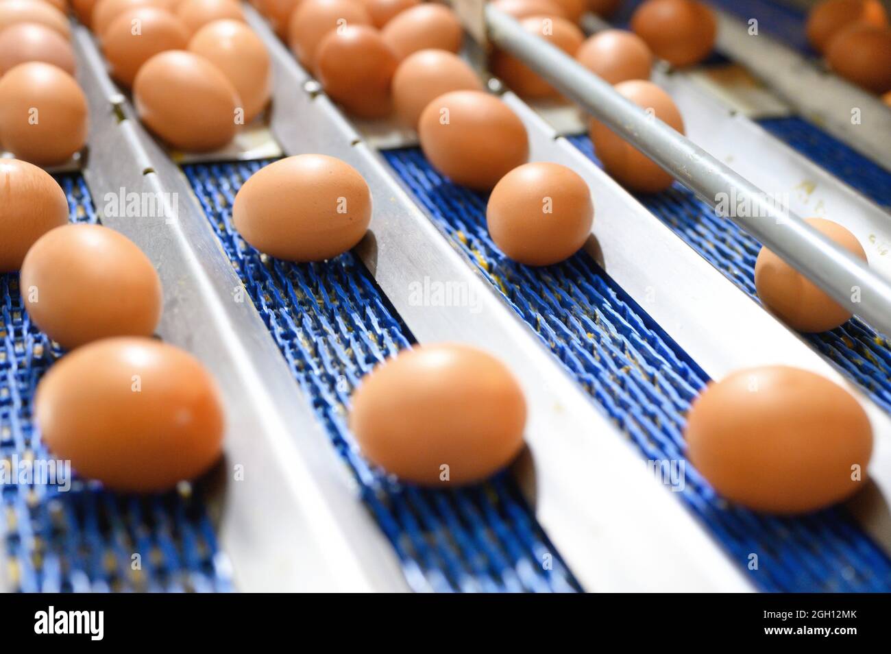 Poultry processing industry hi-res stock photography and images - Alamy