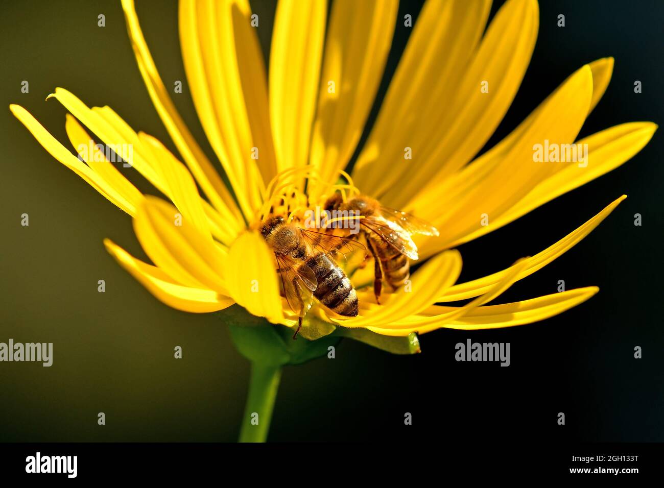 bees on a compass flower Stock Photo - Alamy