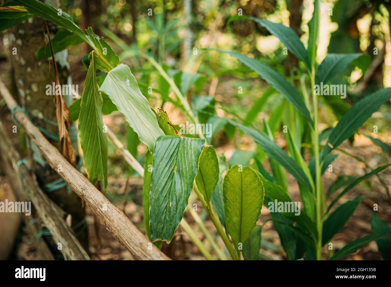 Cardamom Leaf