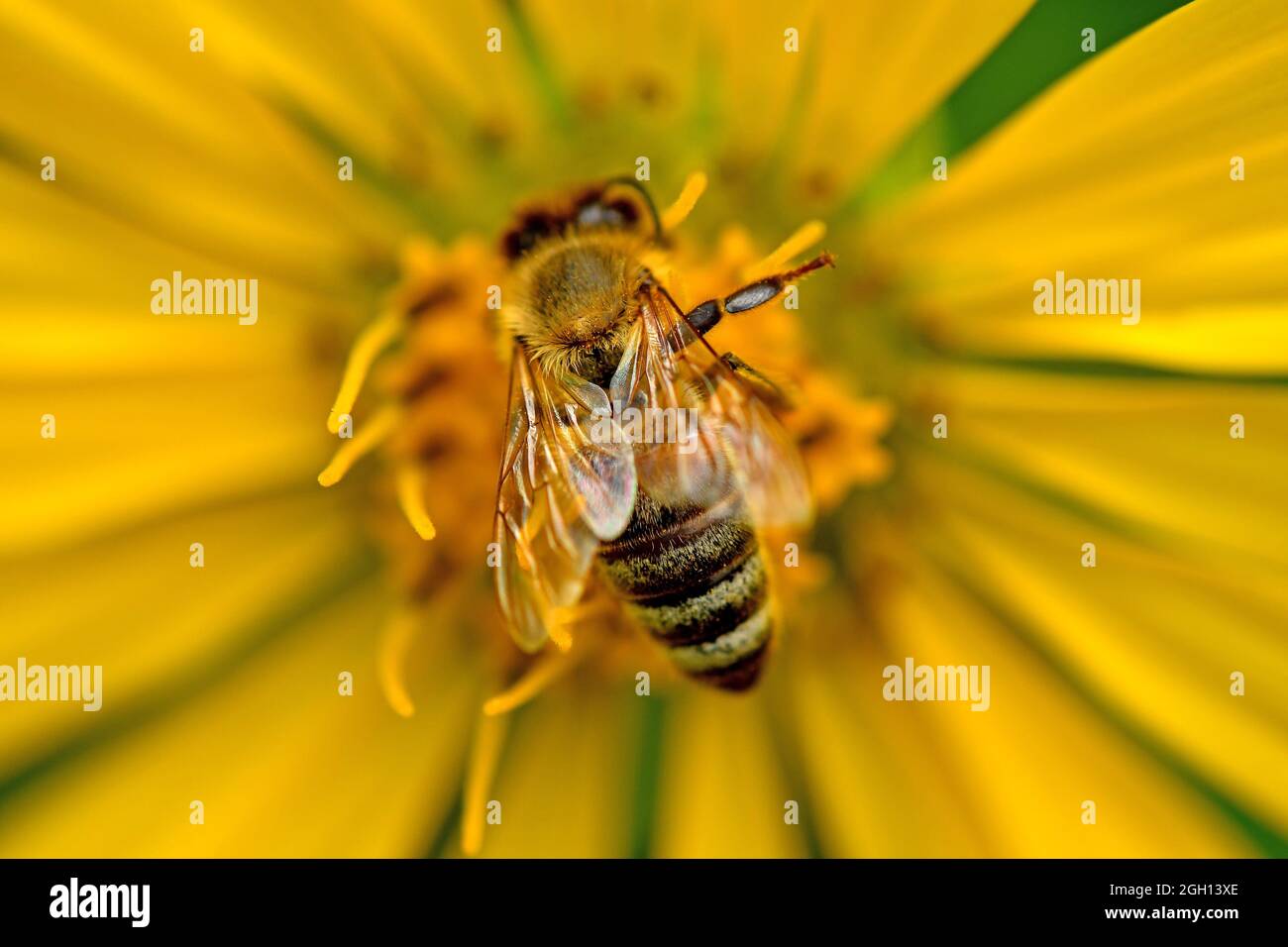 Plant compass plant hi-res stock photography and images - Alamy