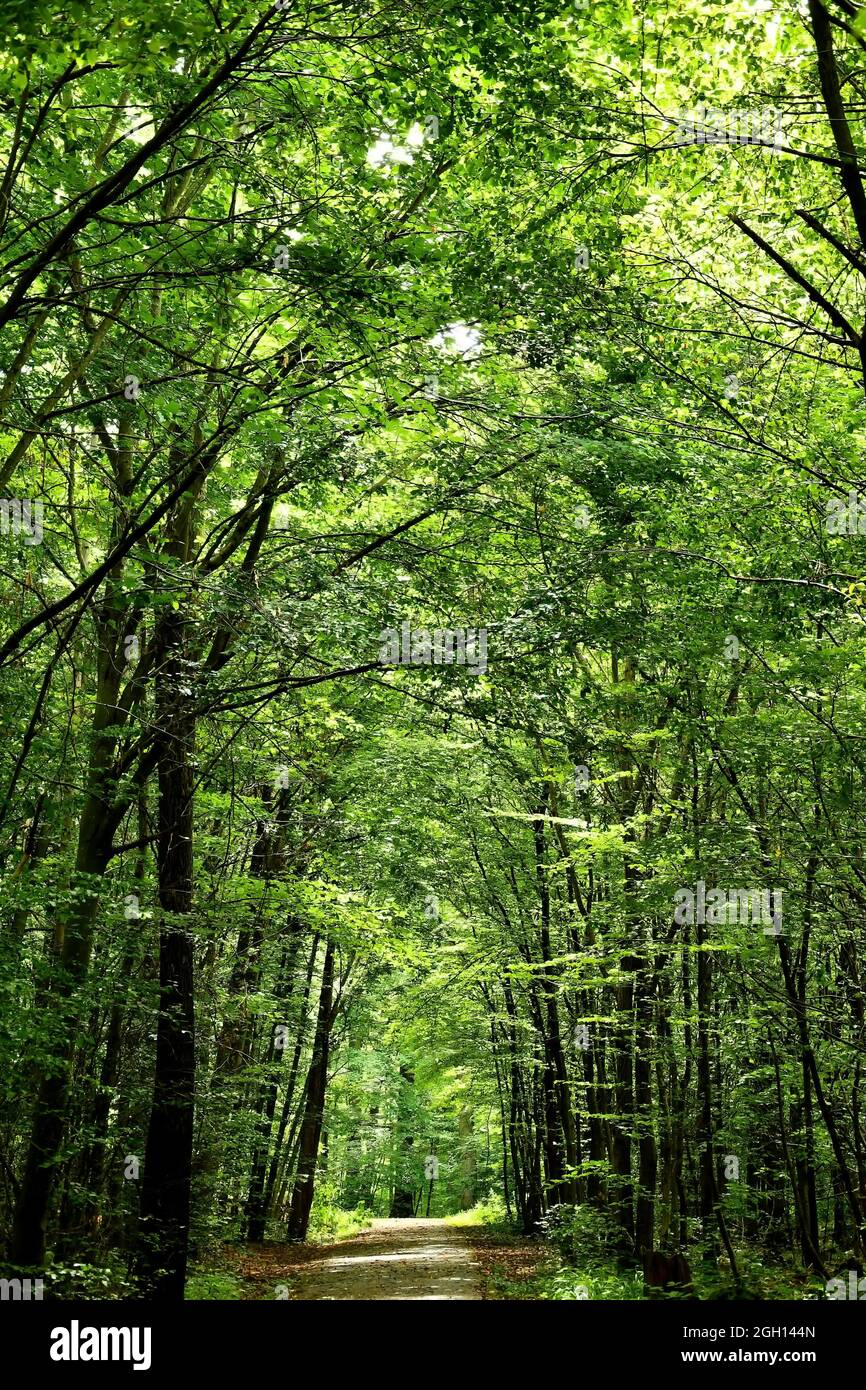 Light and shadow in nature hi-res stock photography and images - Alamy