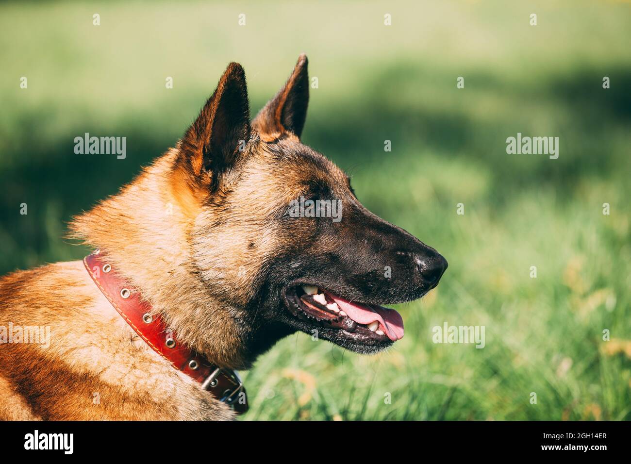 Portrait belgian malinois hi-res stock photography and images - Alamy