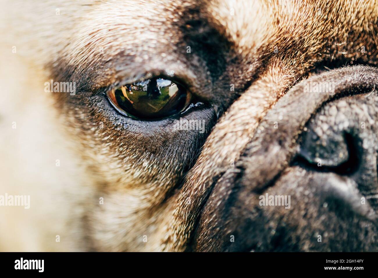 French bulldog nose hi-res stock photography and images - Alamy