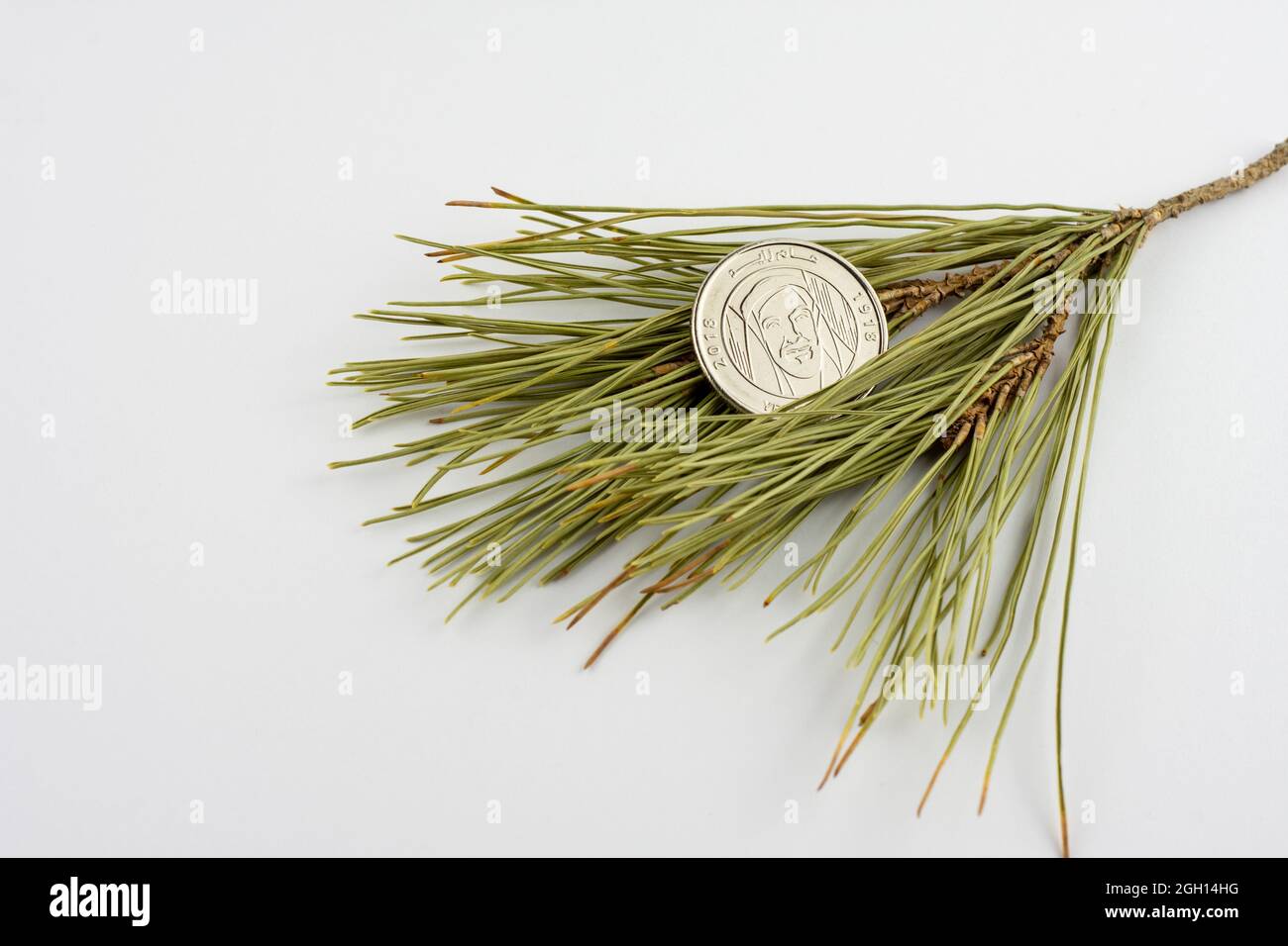 UAE 1 Dirham Coin on pine needles isolated on white background, year of ...