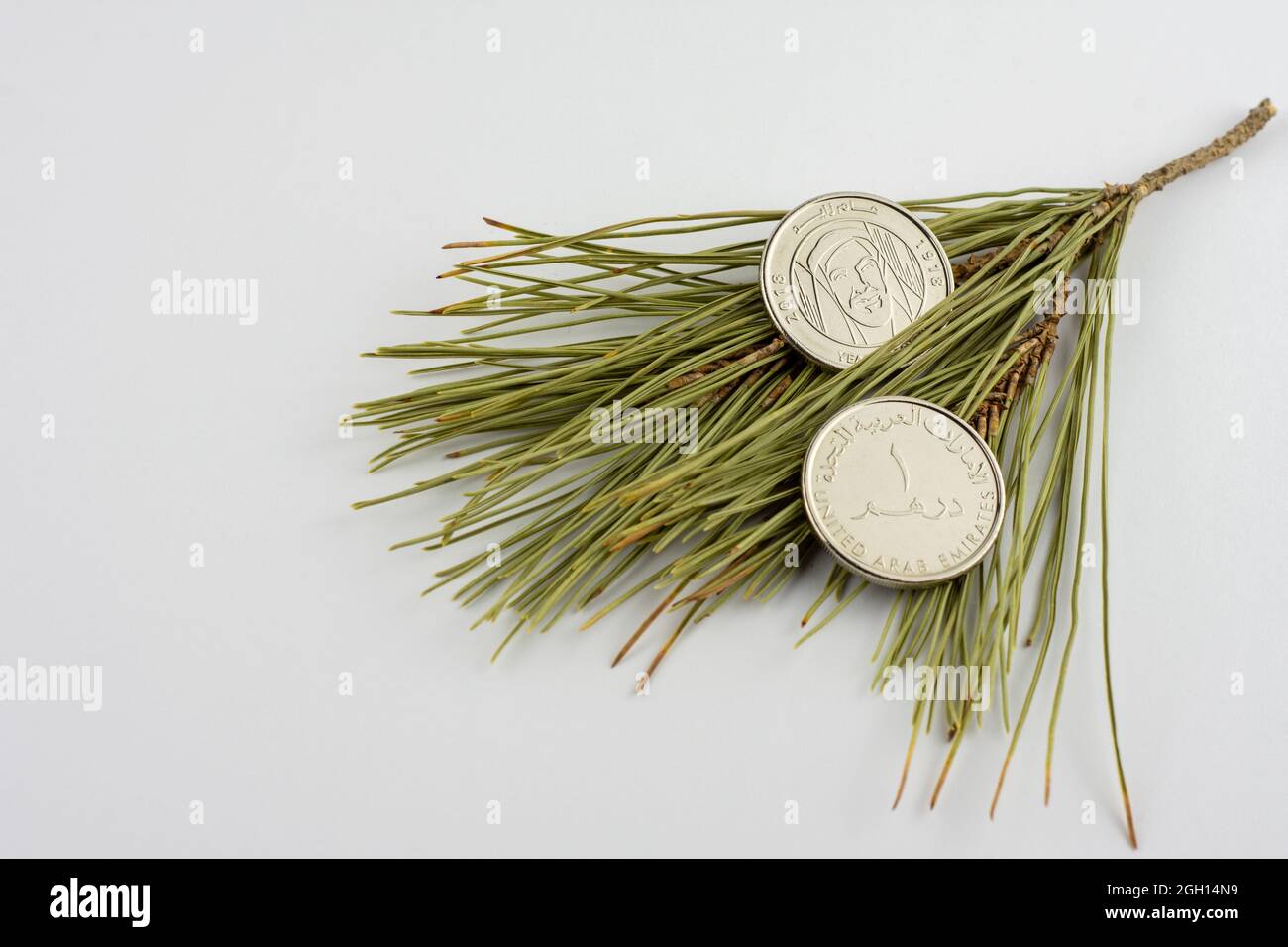 UAE 1 Dirham Coins on pine needles isolated on white background, year ...