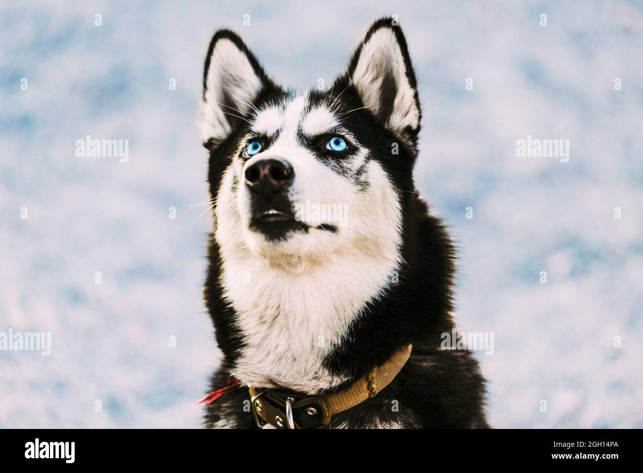 Happy Husky Puppy