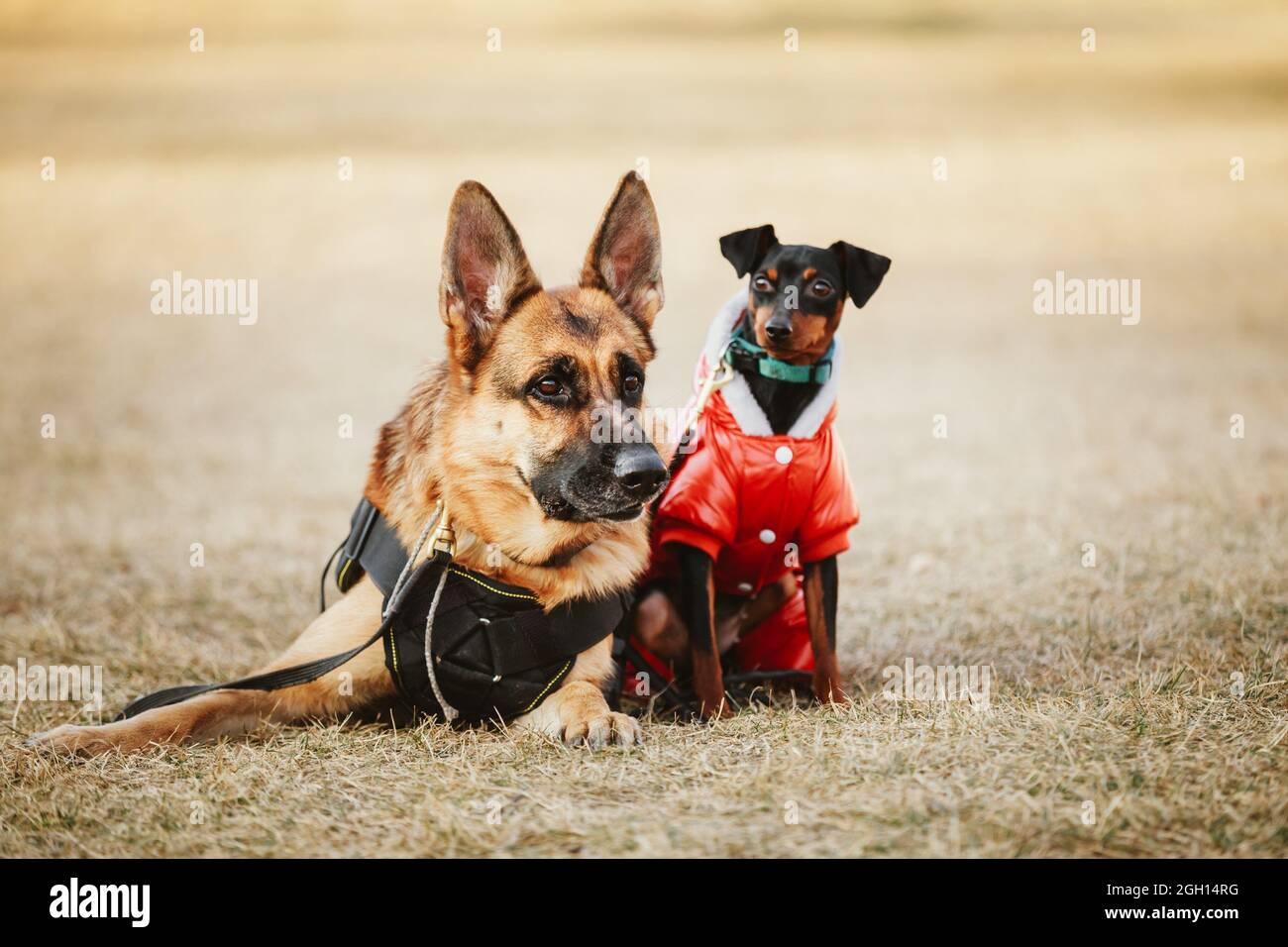 Brown German Sheepdog And Black Miniature Pinscher Pincher Laying ...