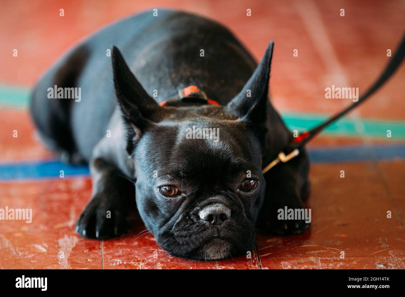 Depression Dog Original