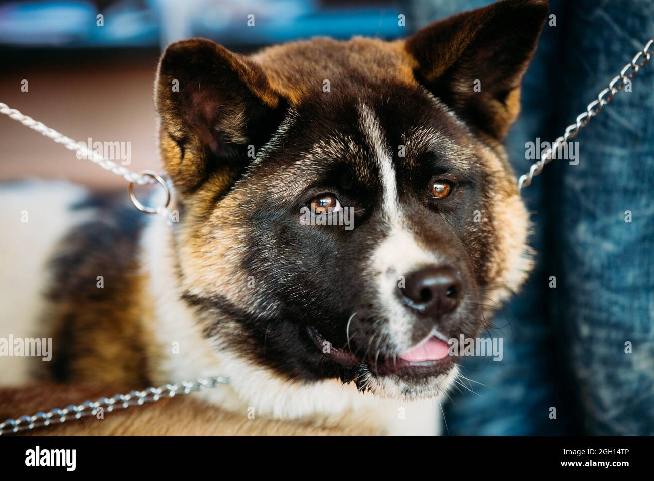 American Akita High Resolution Stock Photography and Images - Alamy