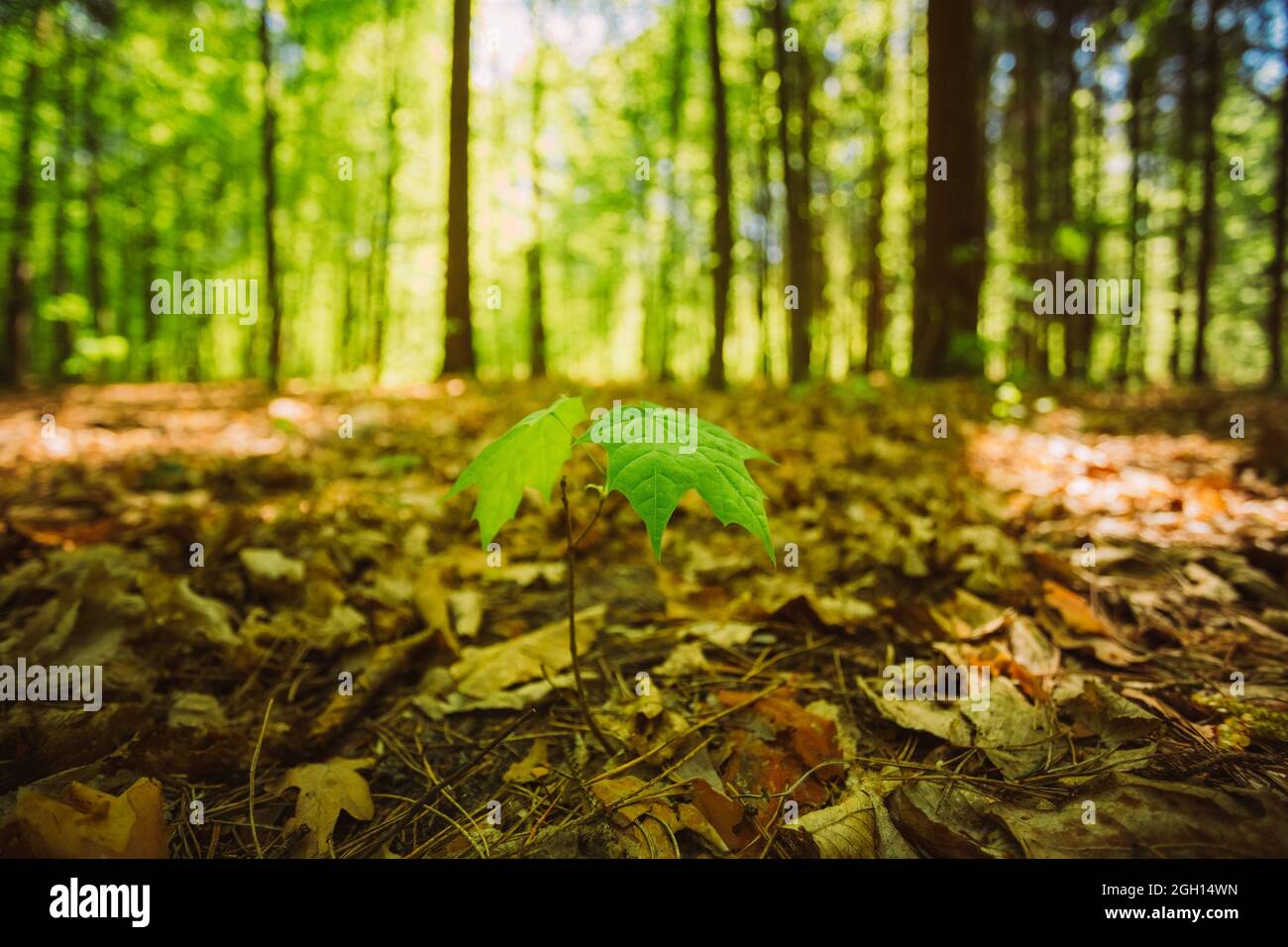 Young maple hi-res stock photography and images - Alamy