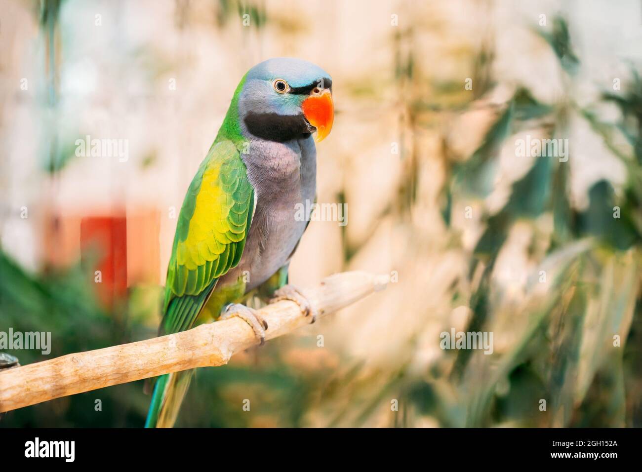 Lord derbys hi-res stock photography and images - Alamy