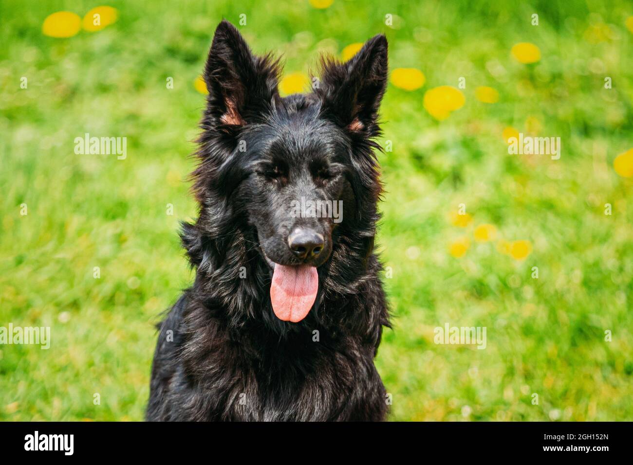 European sheepdog hi-res stock photography and images - Alamy