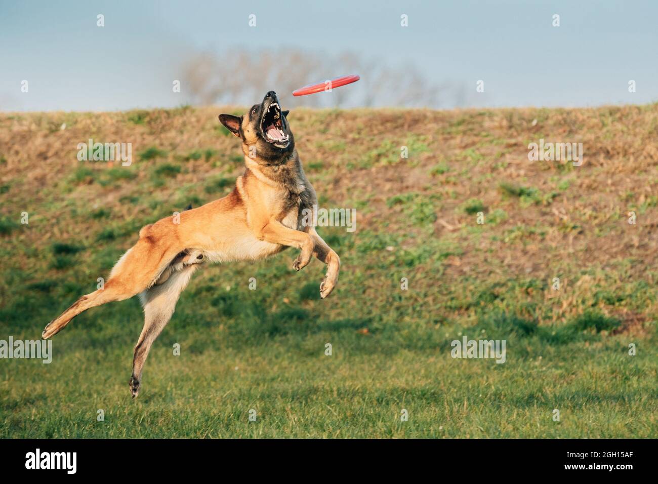 Running malinois hi-res stock photography and images - Alamy