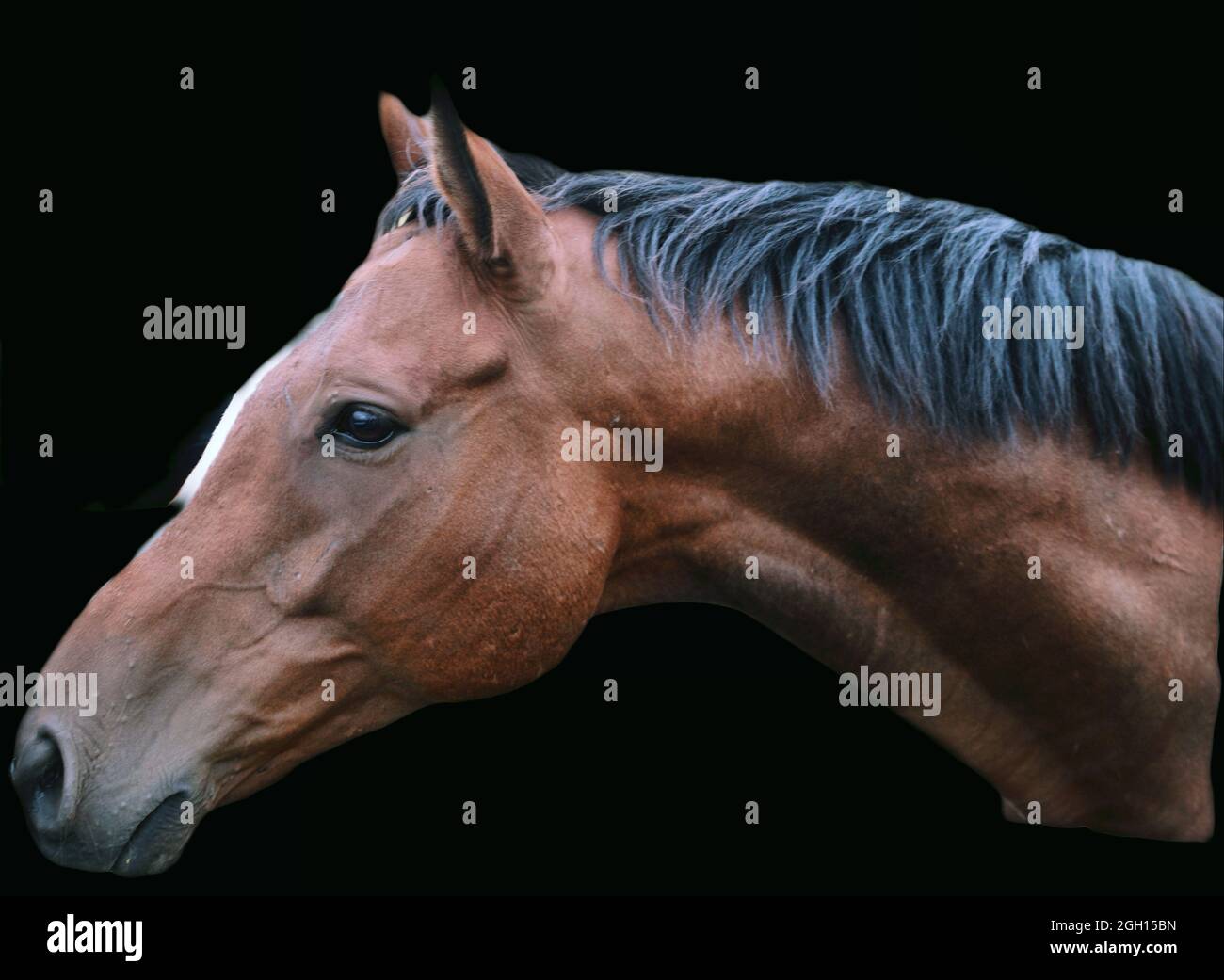 Horses_head hi-res stock photography and images - Alamy