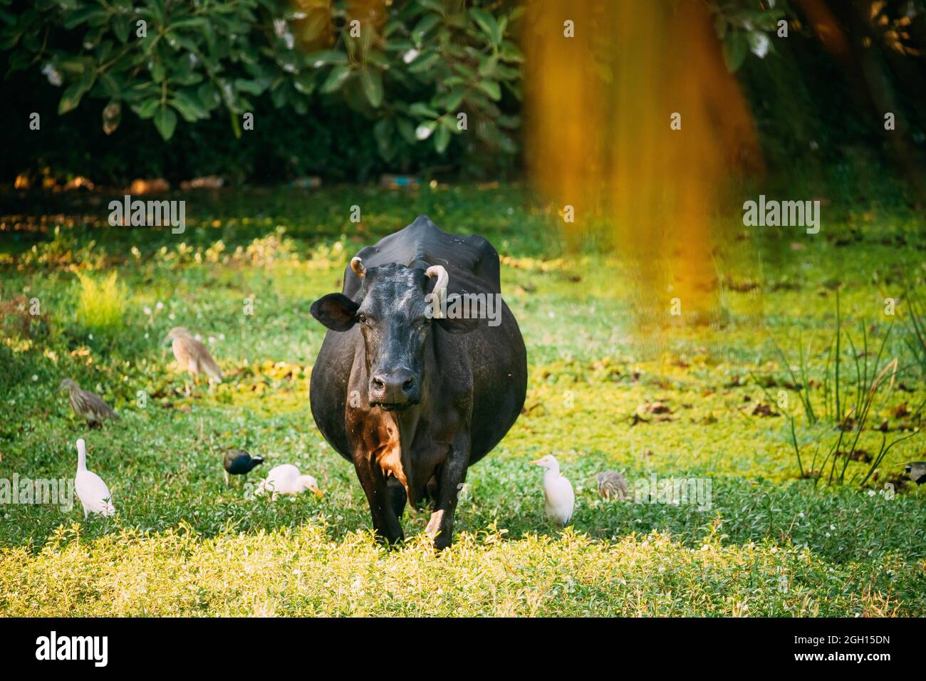 Swamp cow hi-res stock photography and images - Alamy