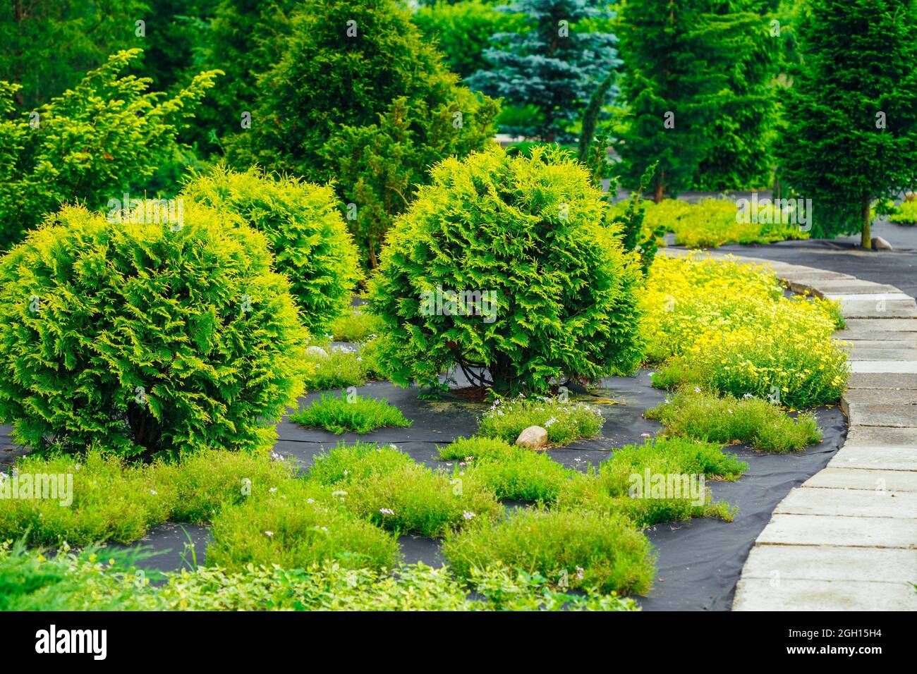 Stone Pathway Walkway Lane Path With Small Green Trees And Cuted Bushes ...