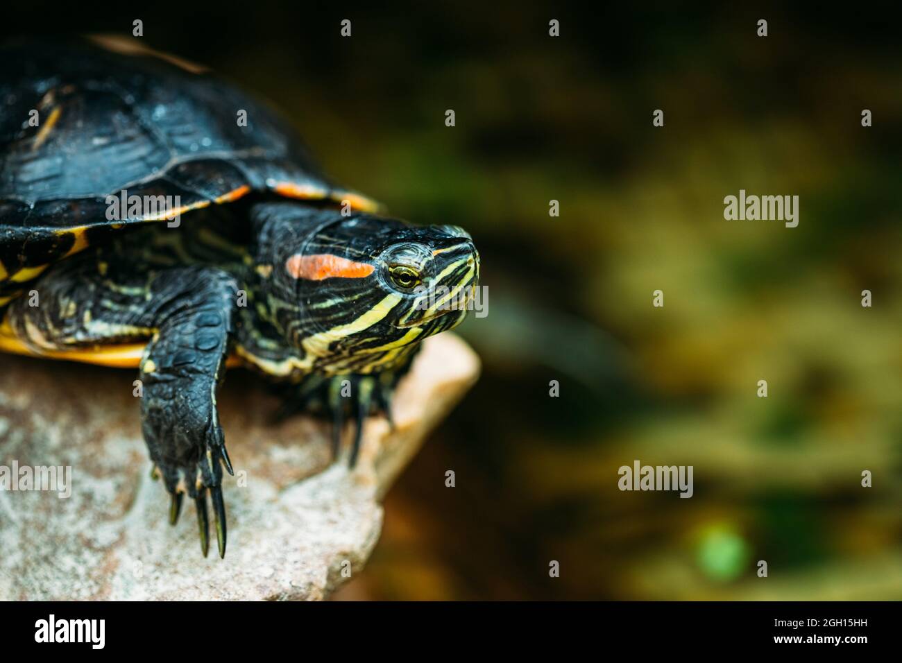 Red ear turtle hi-res stock photography and images - Alamy