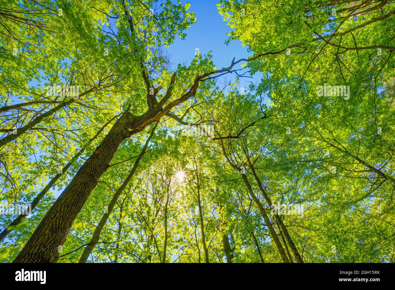 Low Sun Through Tree Branches High Resolution Stock Photography and ...