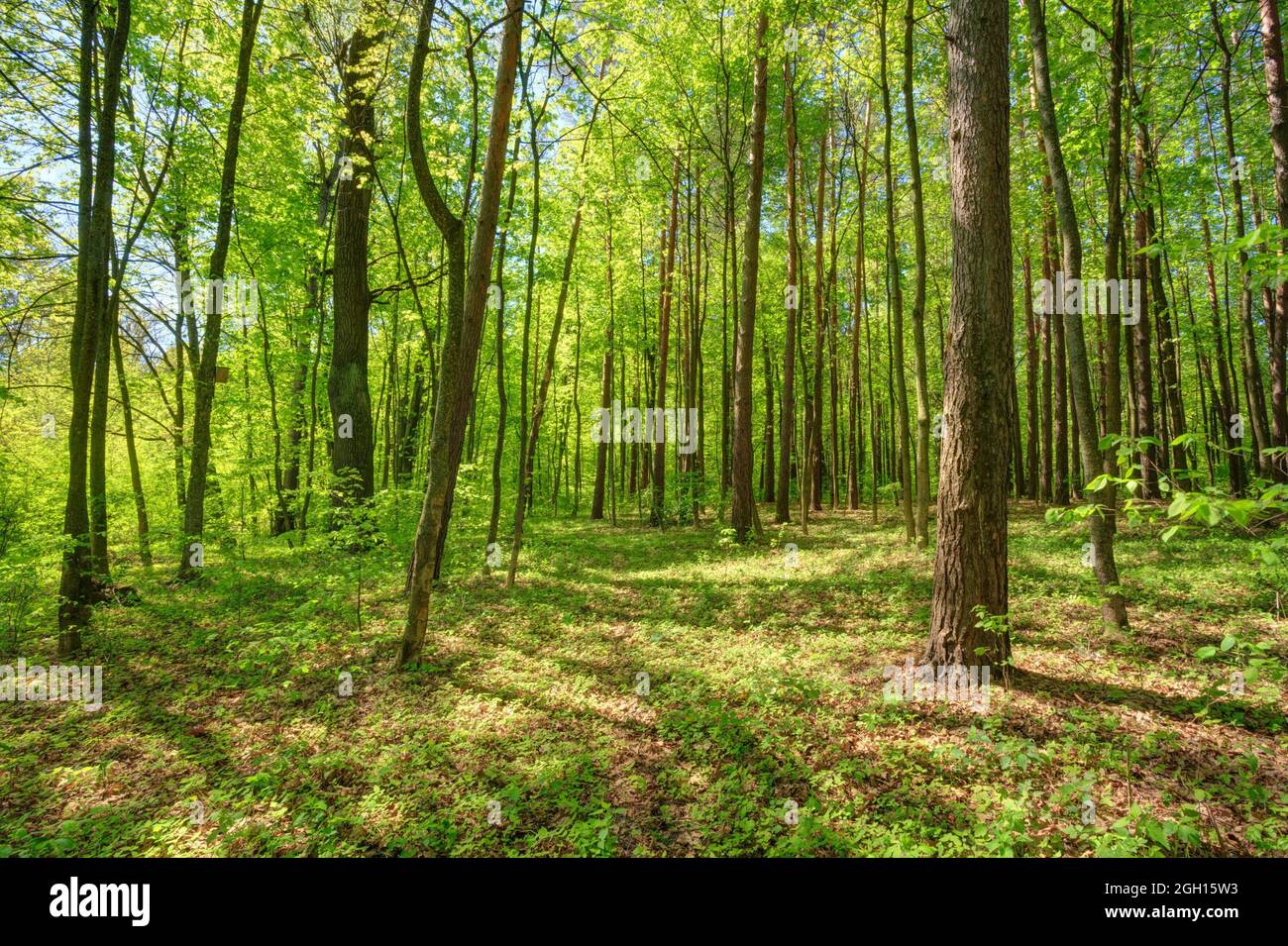 Deciduous grass hi-res stock photography and images - Alamy
