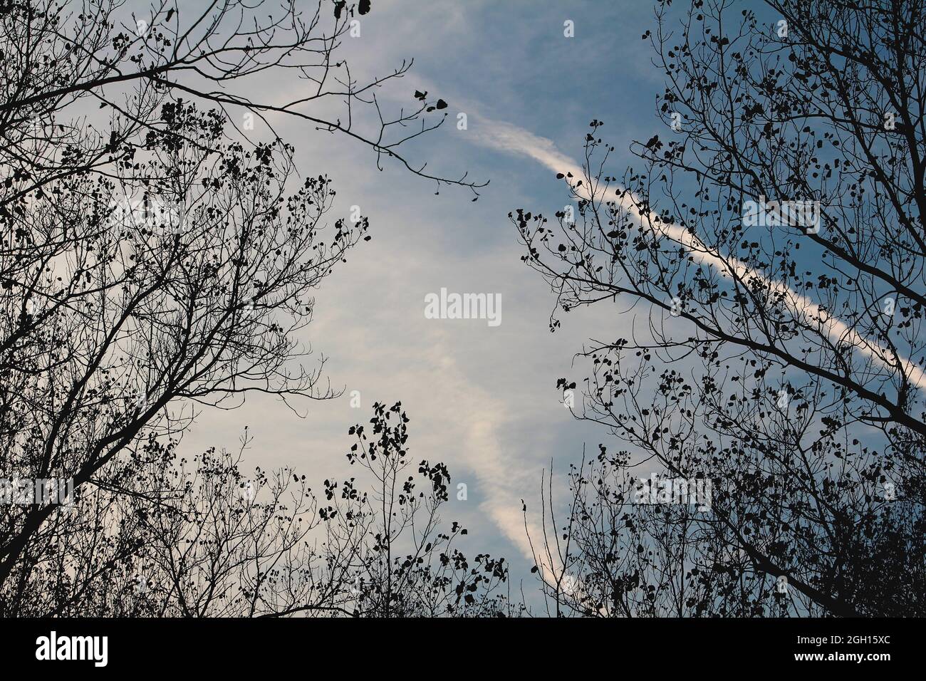 Trees from below Stock Photo - Alamy