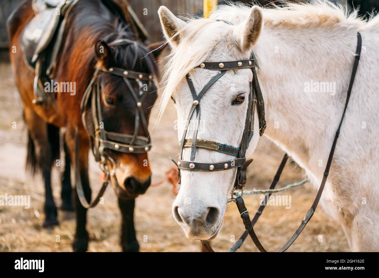 Portrait Of Two Horses High Resolution Stock Photography and Images - Alamy