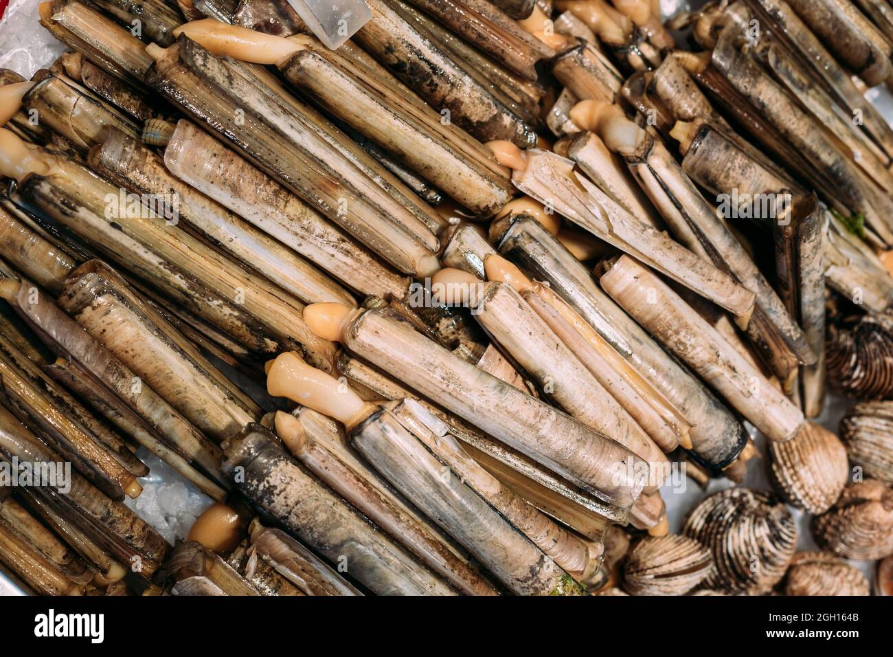 Alive Seashell High Resolution Stock Photography and Images - Alamy