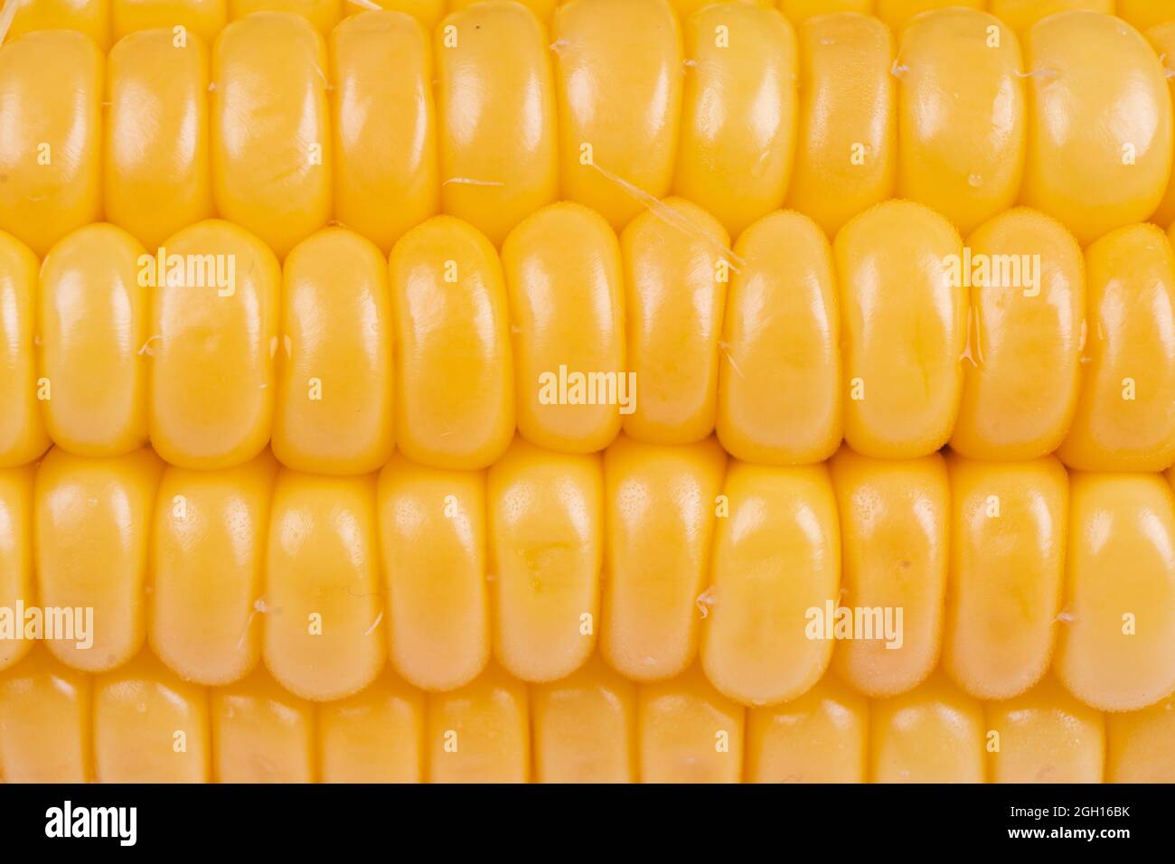 Macro shot cob of ripe sweet corn background texture. Sweet corn cob ...