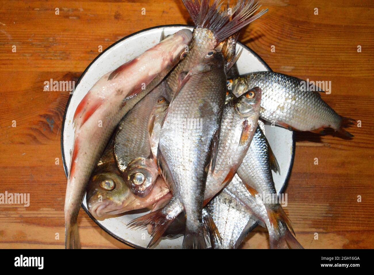 River fish close hi-res stock photography and images - Alamy