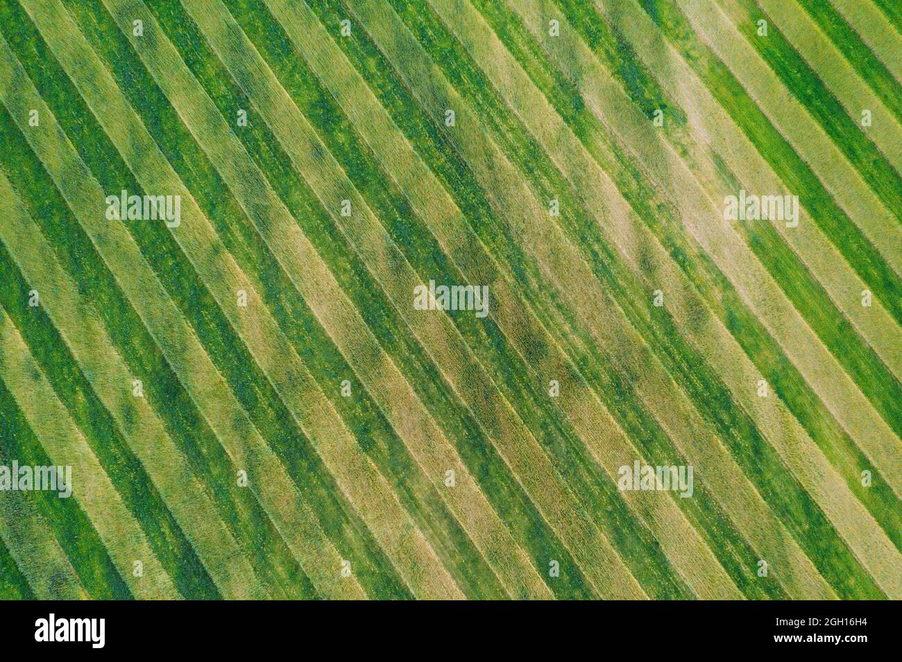 Wheat Field Birds Eye View High Resolution Stock Photography and Images ...