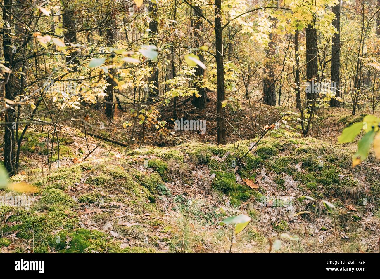 World war ii soviet trenches hi-res stock photography and images - Alamy