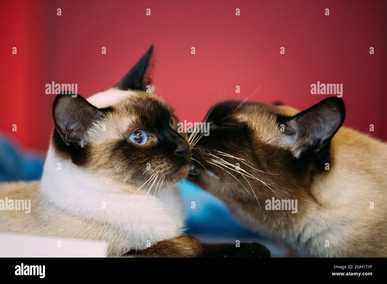 Cute red cat kiss hi-res stock photography and images - Alamy