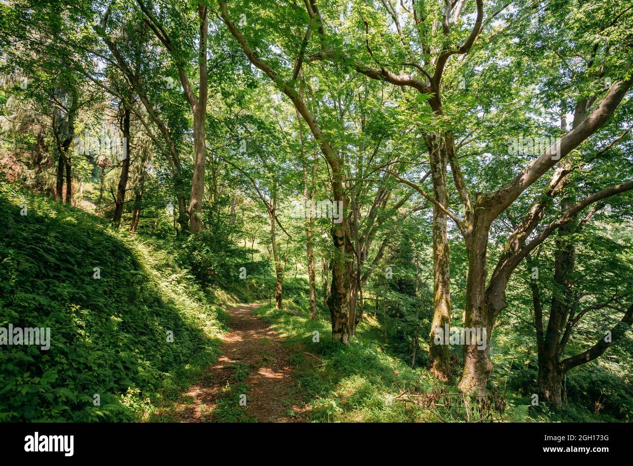 Lane, Path, Way For Light Walking In Summer Deciduous Forest Between ...