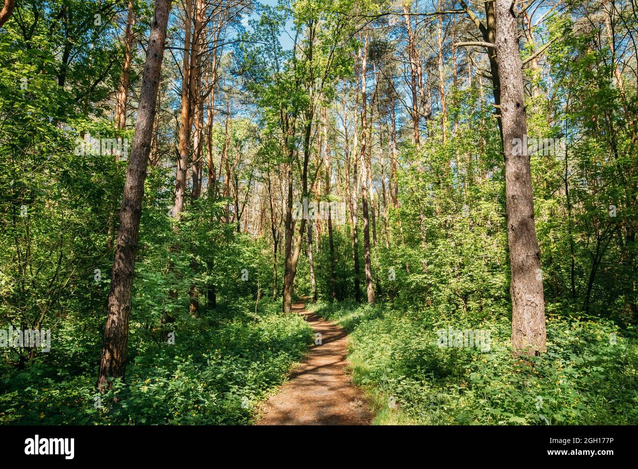 Russian forest landscape hi-res stock photography and images - Alamy