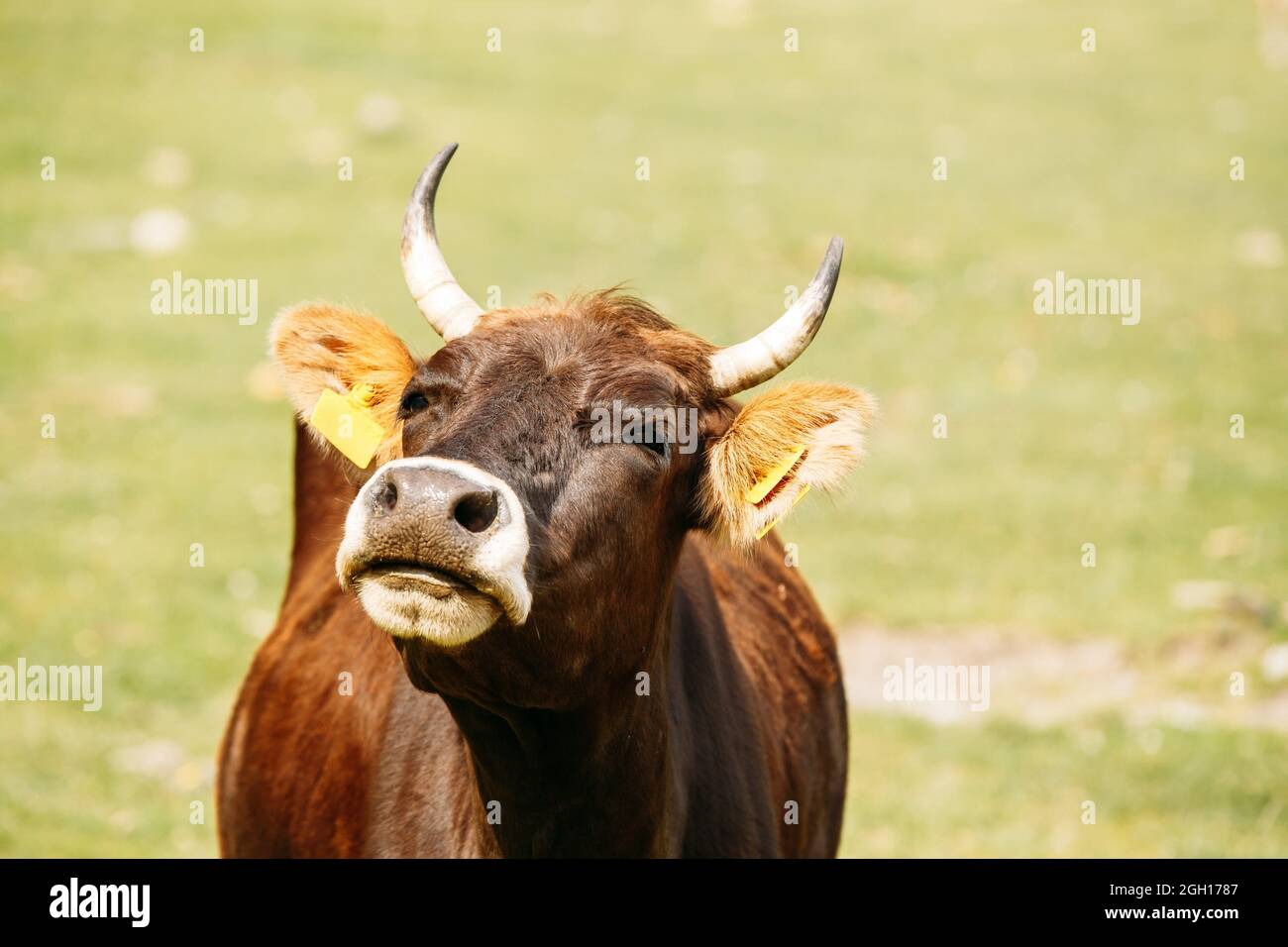 Funny Image Of Cow High Resolution Stock Photography and Images - Alamy