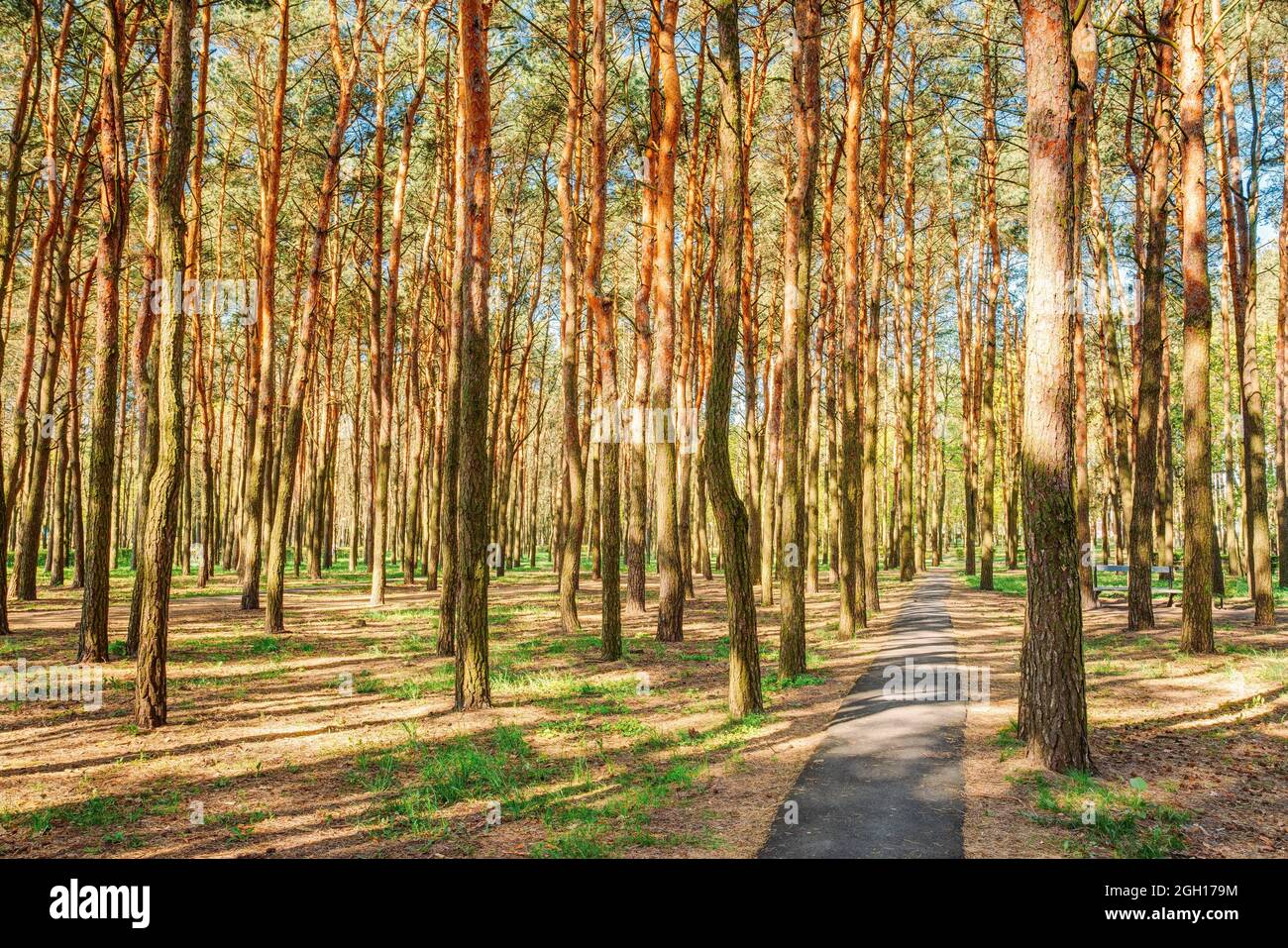 Walking through pine forest hi-res stock photography and images - Alamy