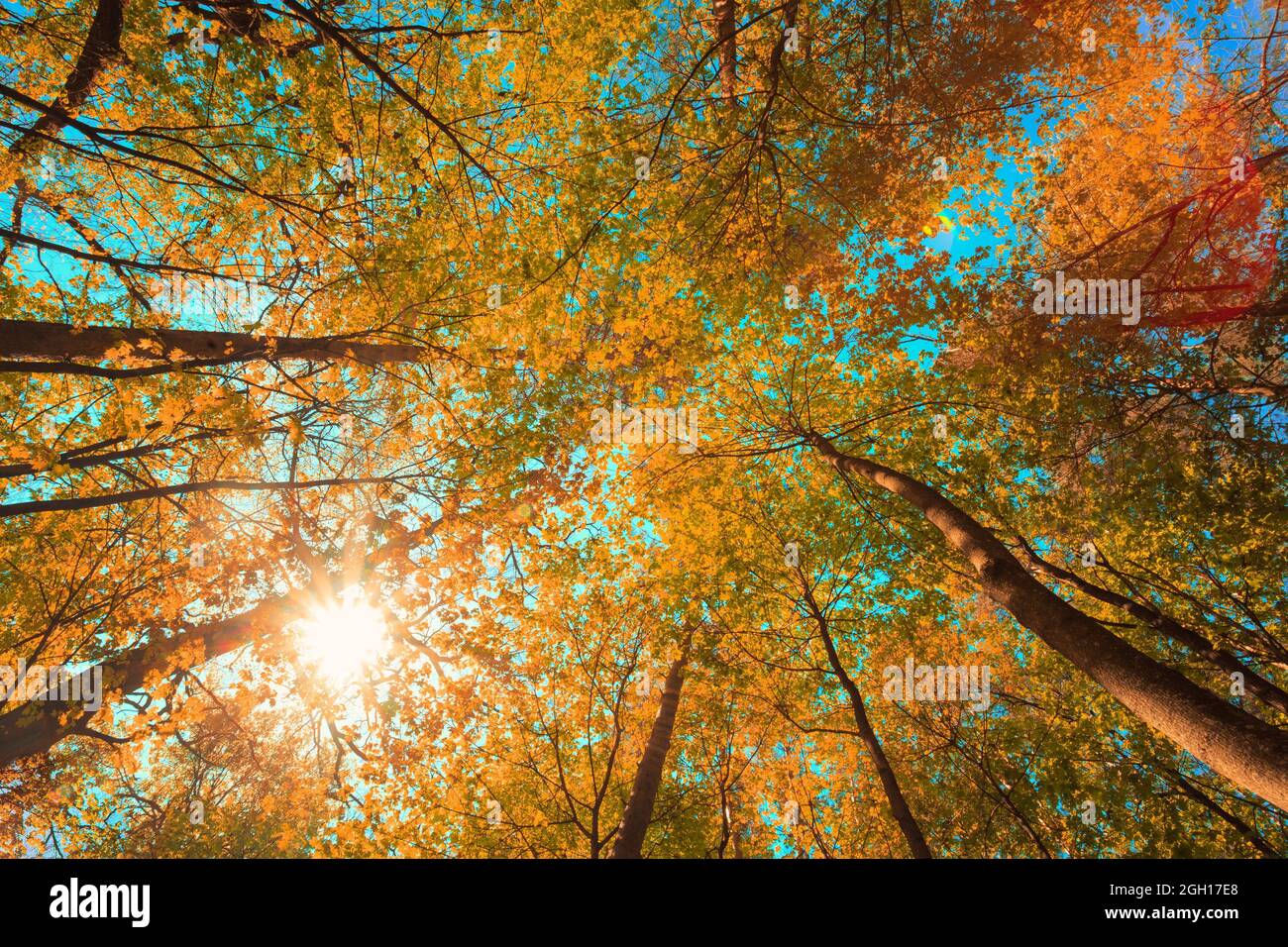 Tall maple trees from below hi-res stock photography and images - Alamy