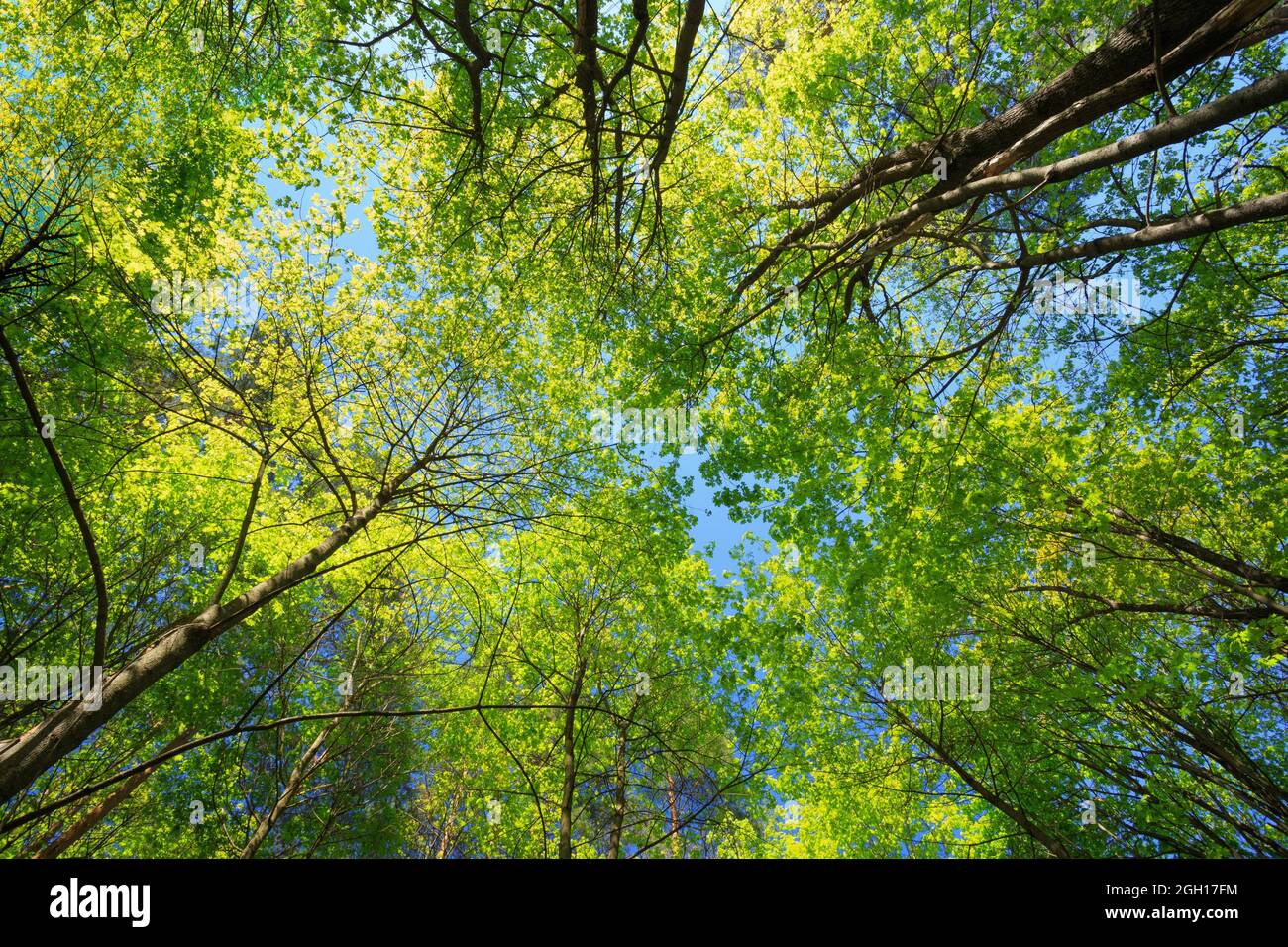 Spring Summer Sun Shining Through Canopy Of Tall Maple Trees. Summer ...