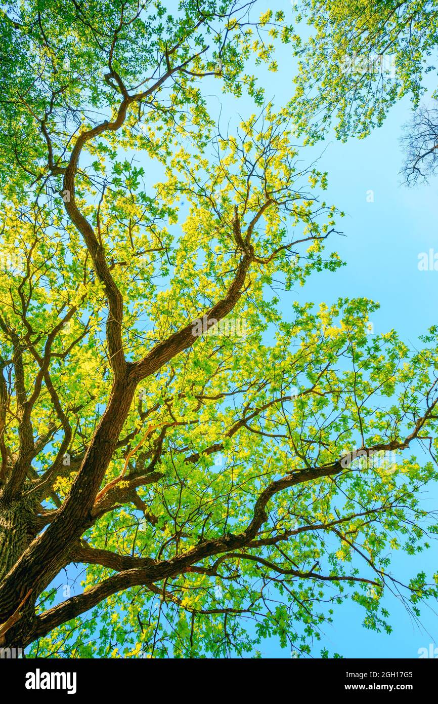 Canopy Of Oak Tree With Foliage In Spring Season. Deciduous Forest ...