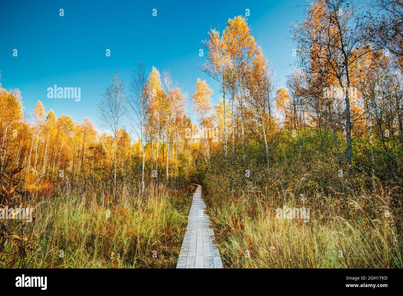 Wooden boarding path way pathway in autumn forest Stock Photo - Alamy
