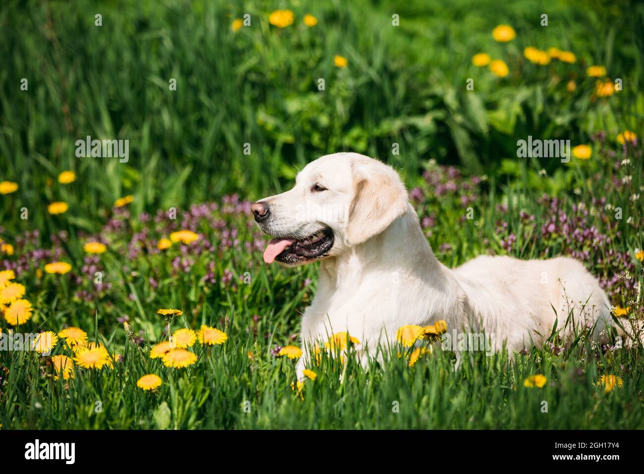 Happy yellow labrador puppy sitting hi-res stock photography and images ...